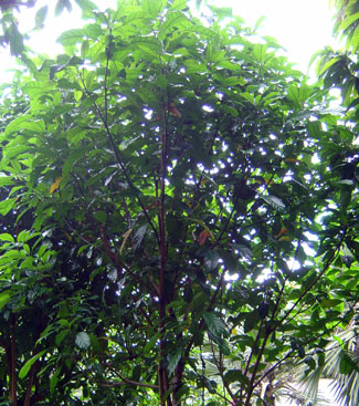 Cola Nut - Cola acuminata